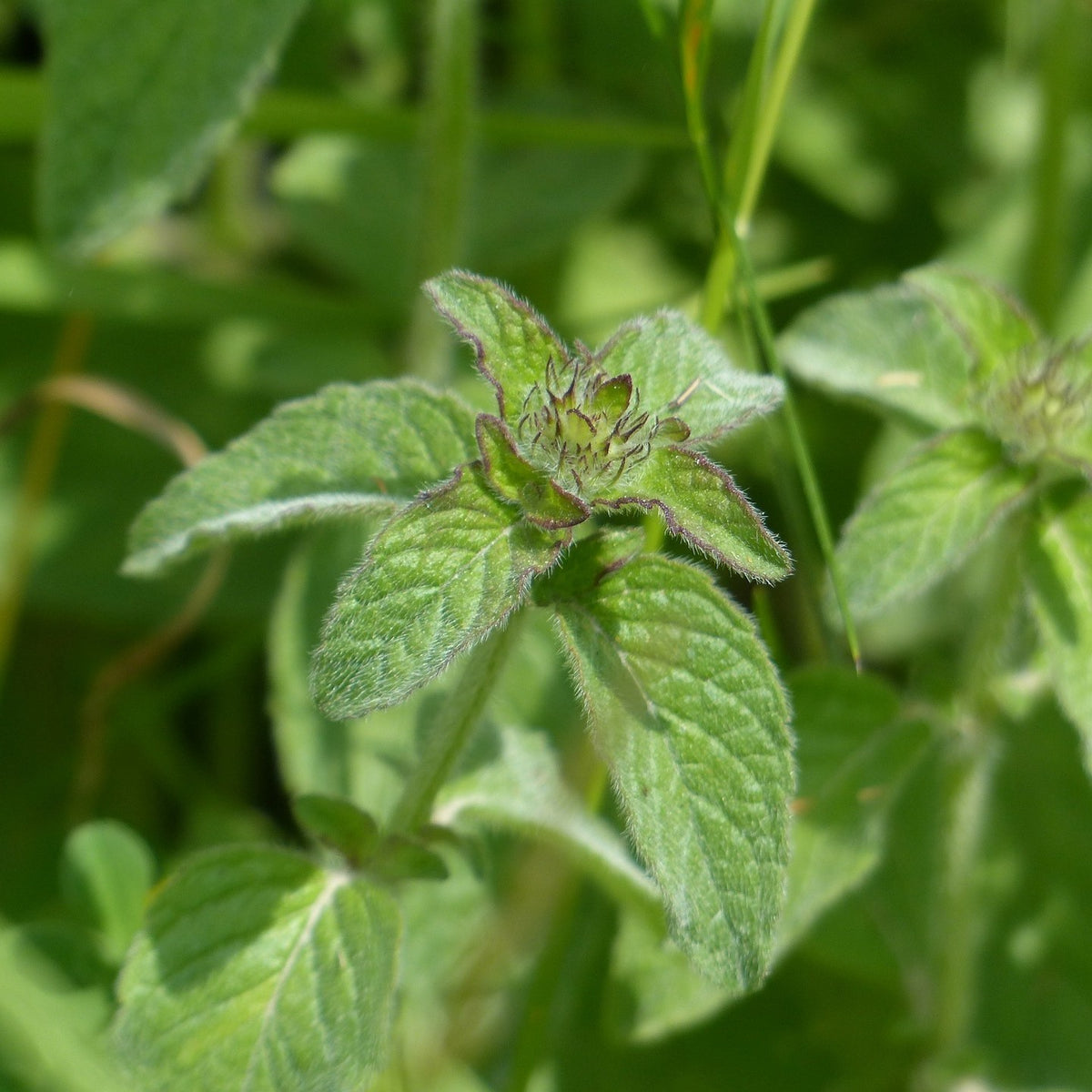 natural peppermint body wash, 500ml – hedgewitch