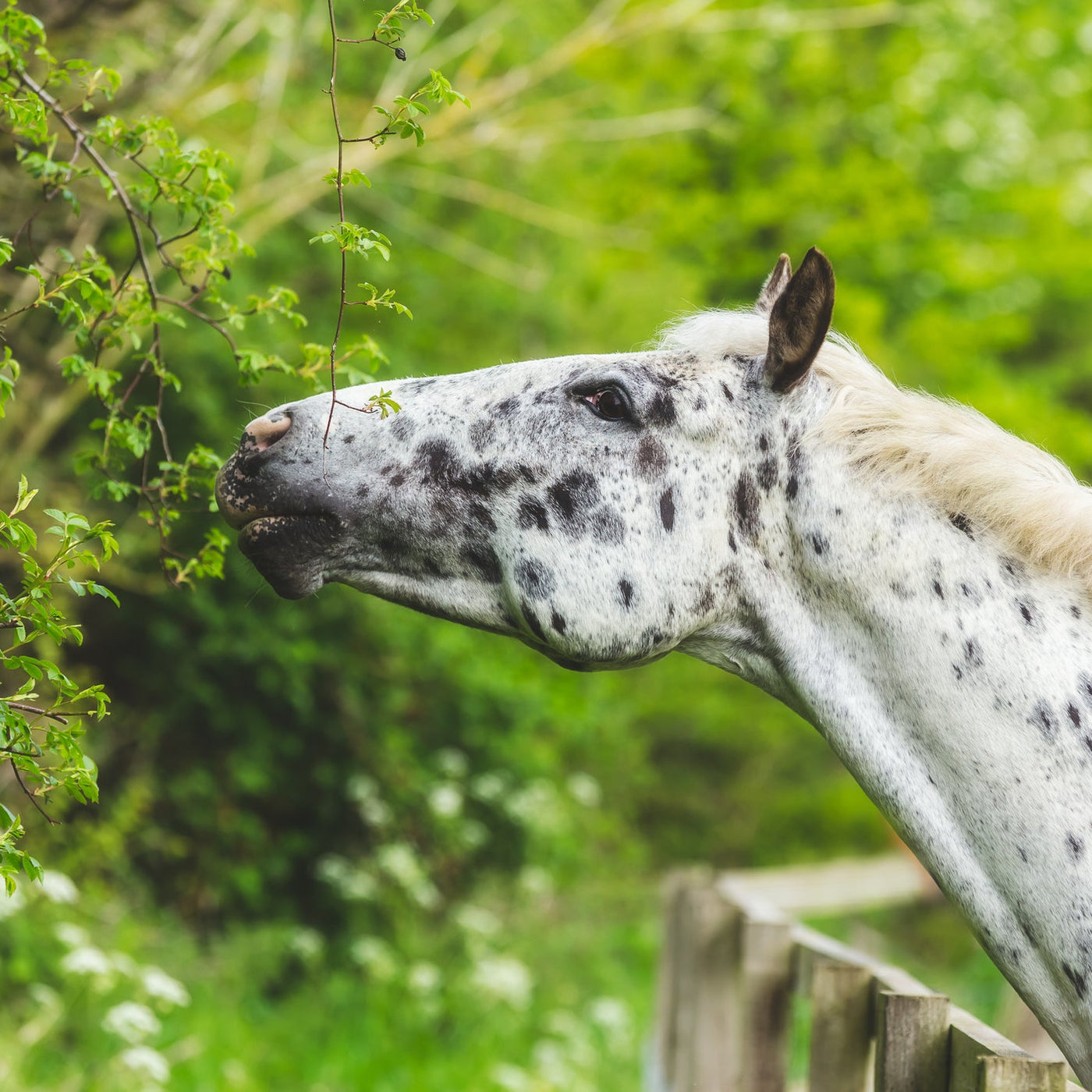 Hedgewitch Essentials natural products for horses, dogs and humans ...